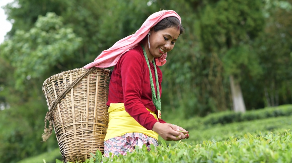 Garden 2 – Chamong Tea