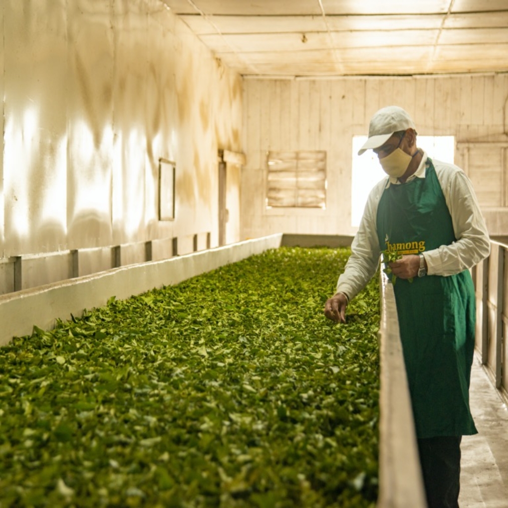 Gallery – Chamong Tea