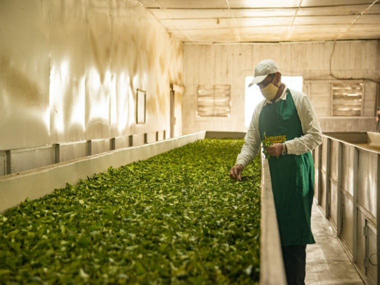 Gallery – Chamong Tea