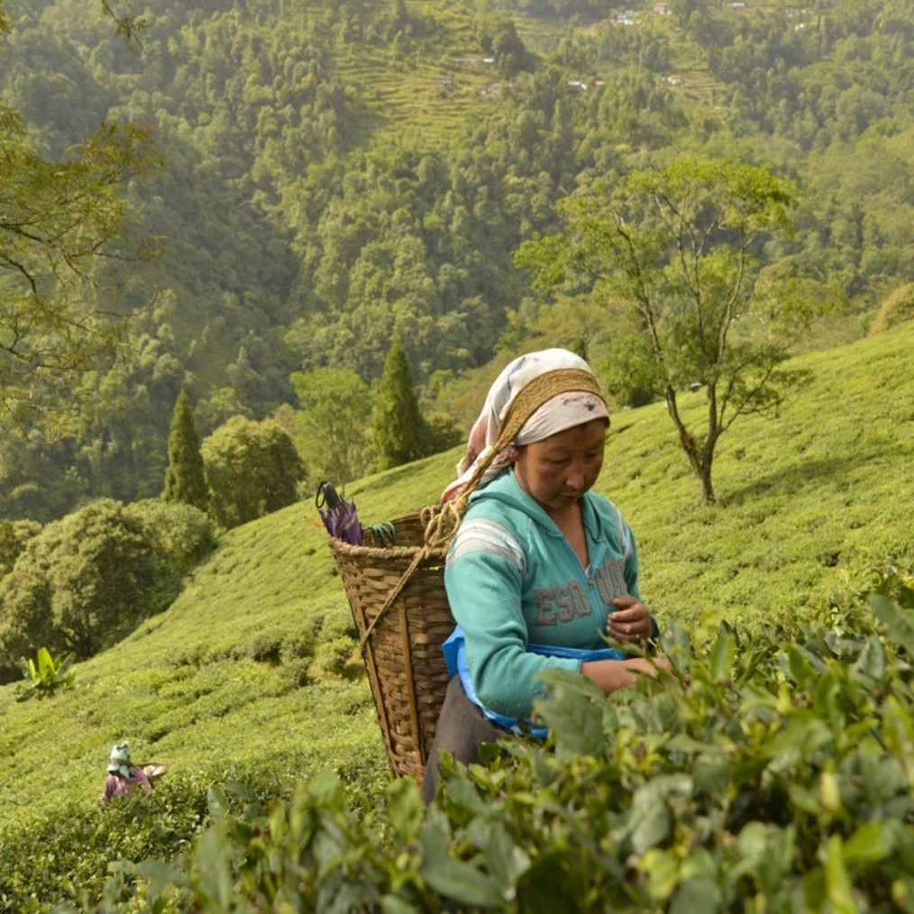 Gallery – Chamong Tea