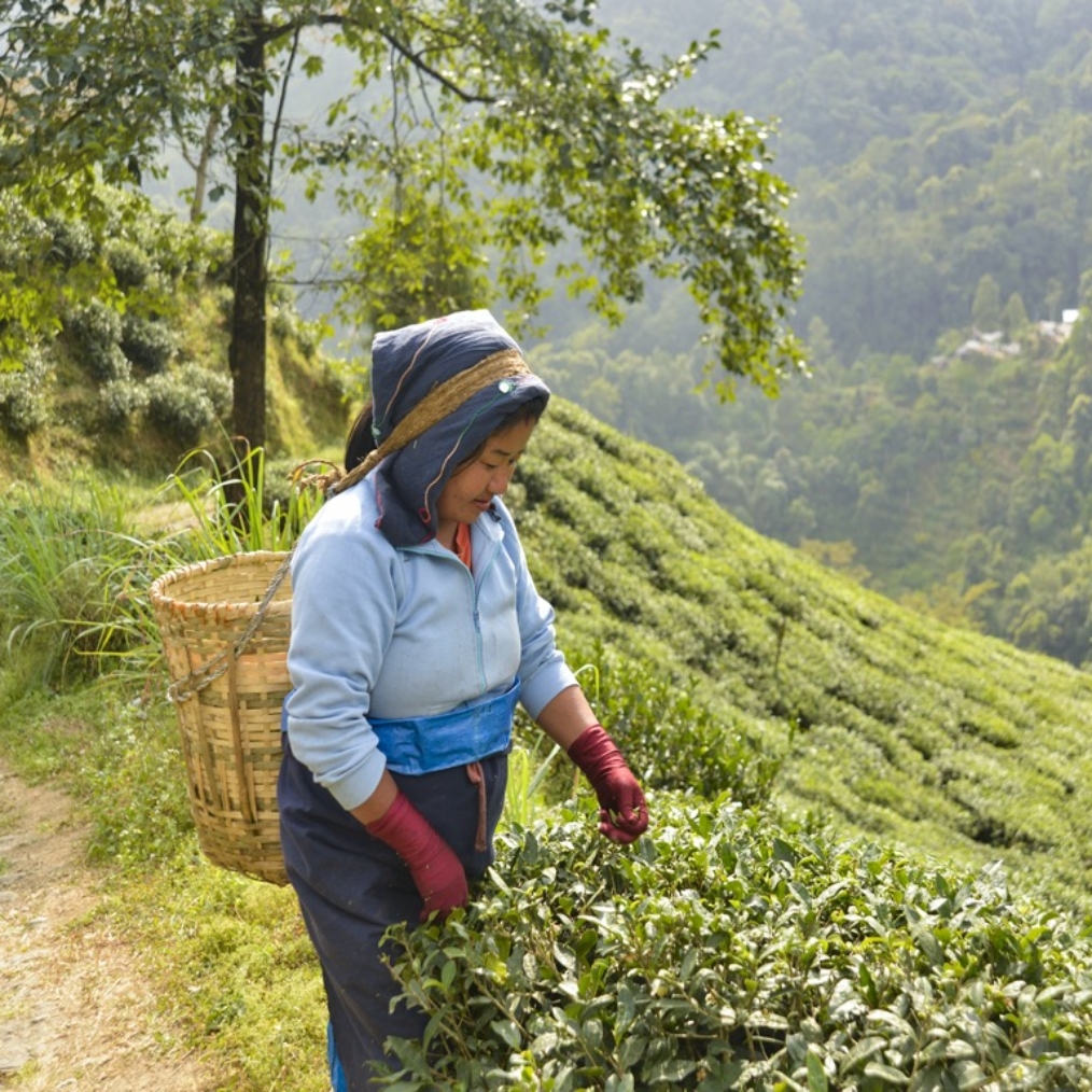 Gallery – Chamong Tea