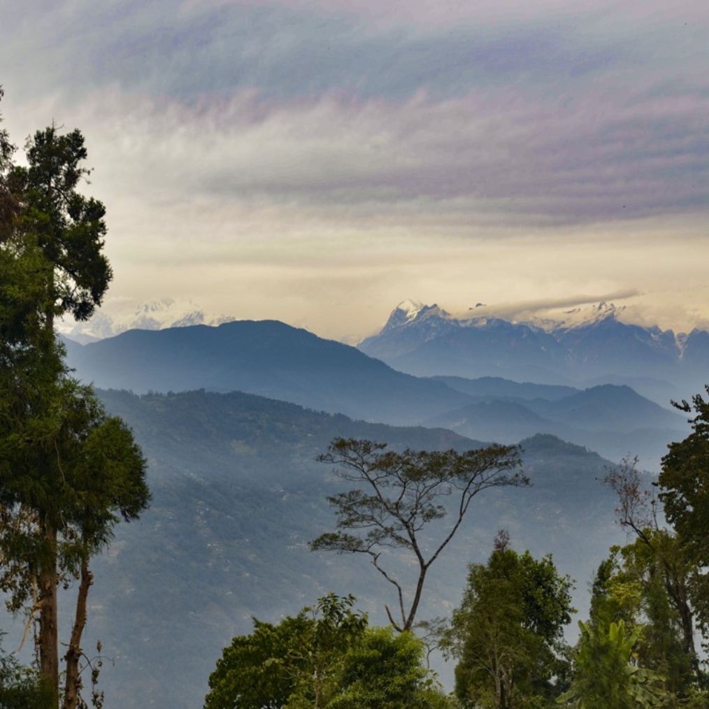 Gallery – Chamong Tea