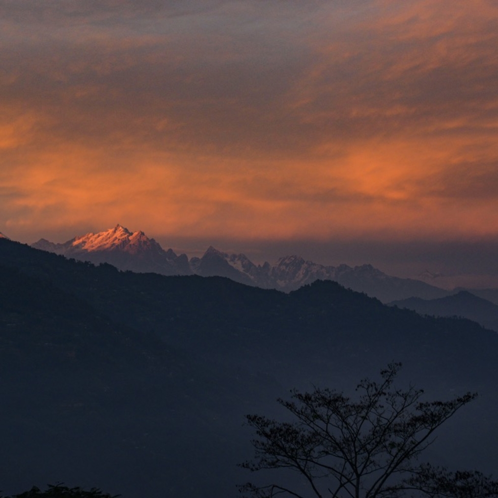 Gallery – Chamong Tea