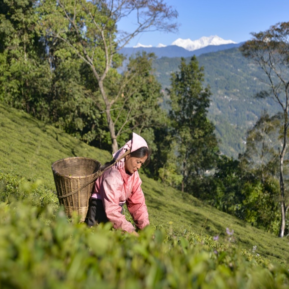 Gallery – Chamong Tea