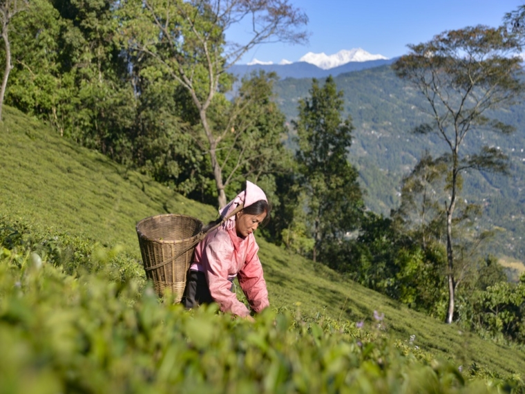 Gallery – Chamong Tea