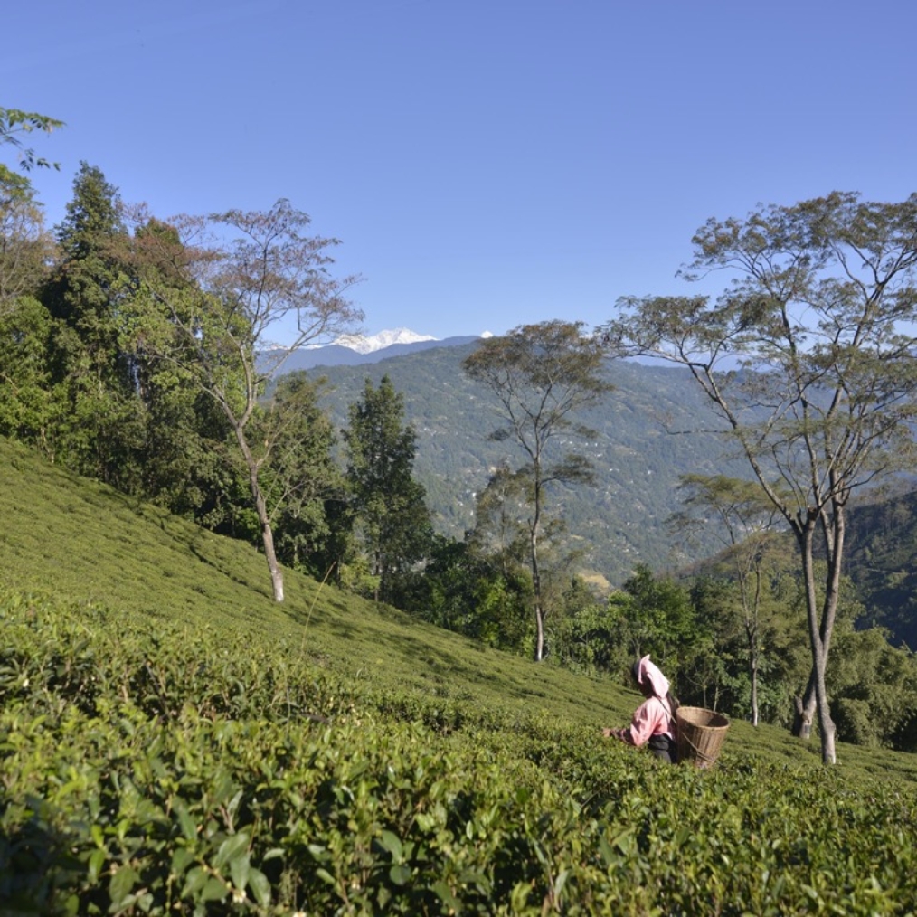 Gallery – Chamong Tea