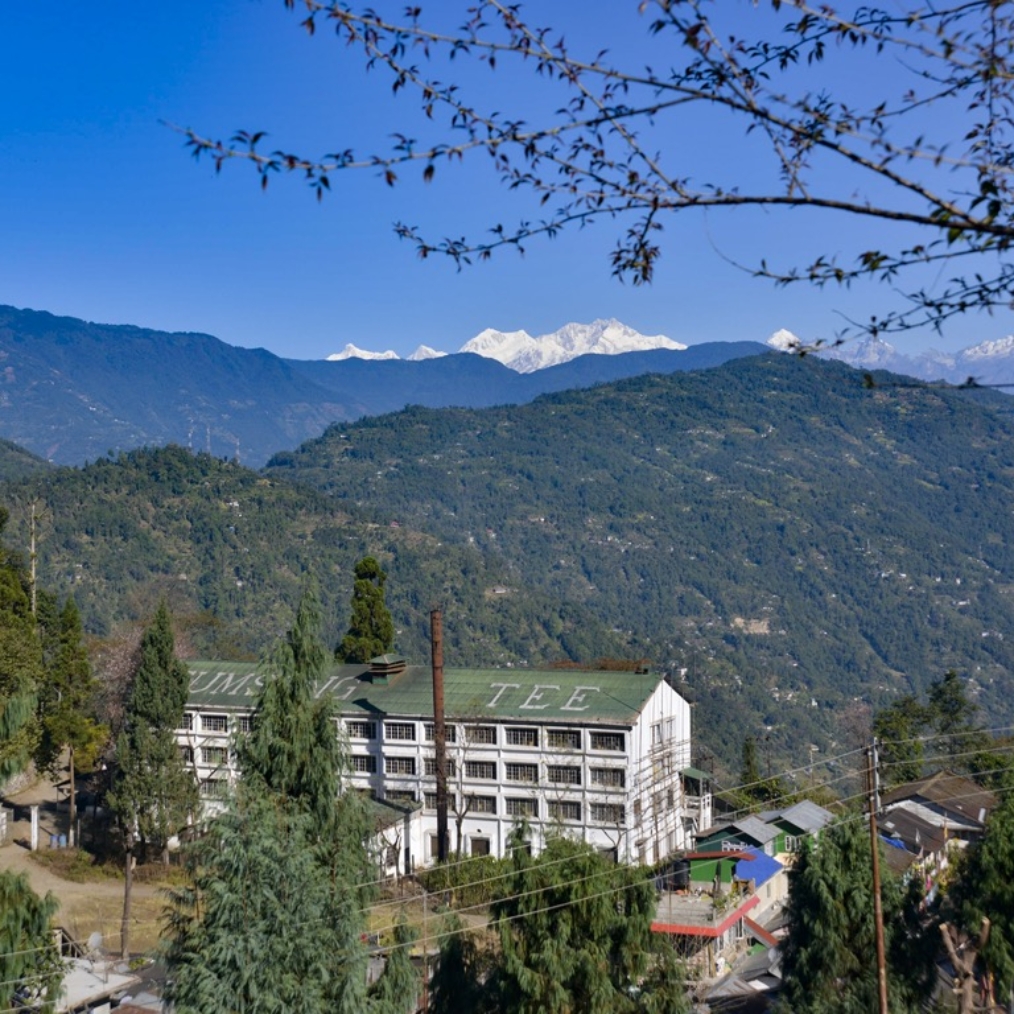 Gallery – Chamong Tea