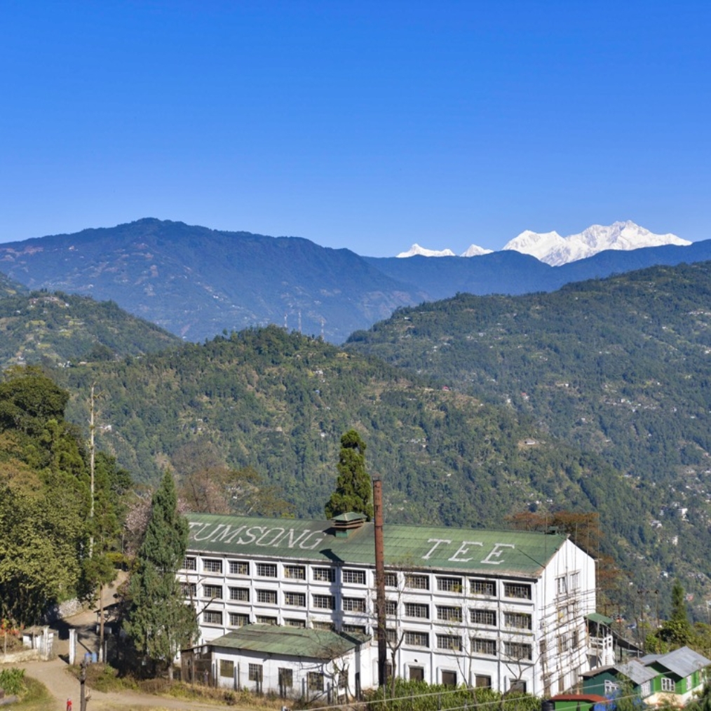 Gallery – Chamong Tea