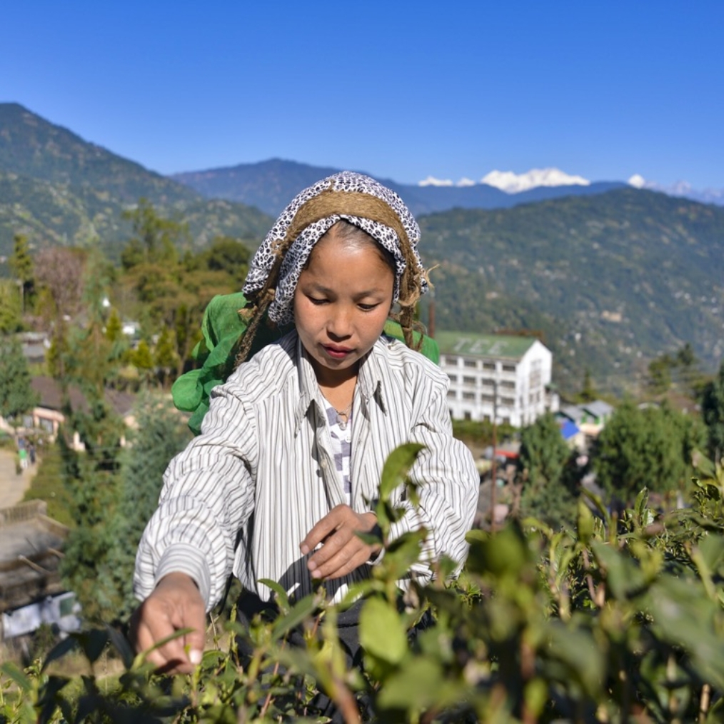 Gallery – Chamong Tea