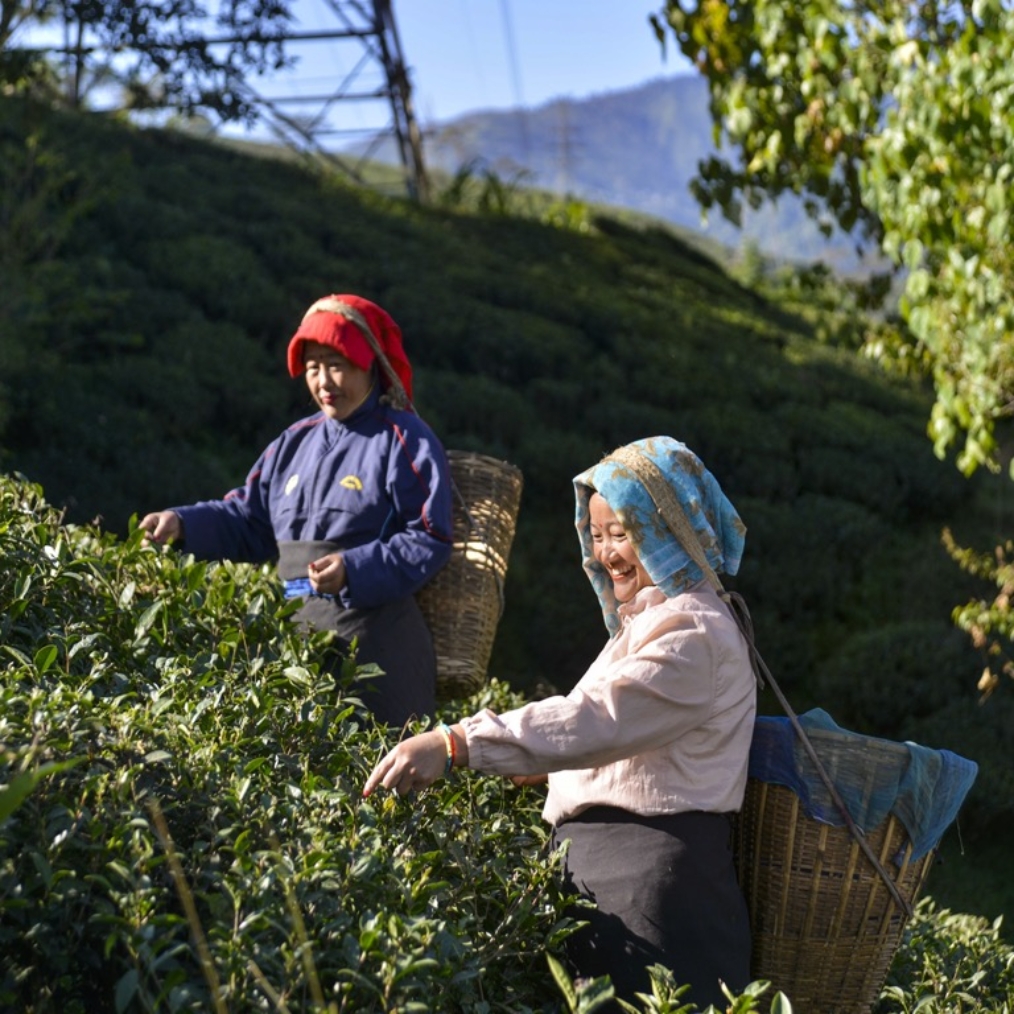 Gallery – Chamong Tea