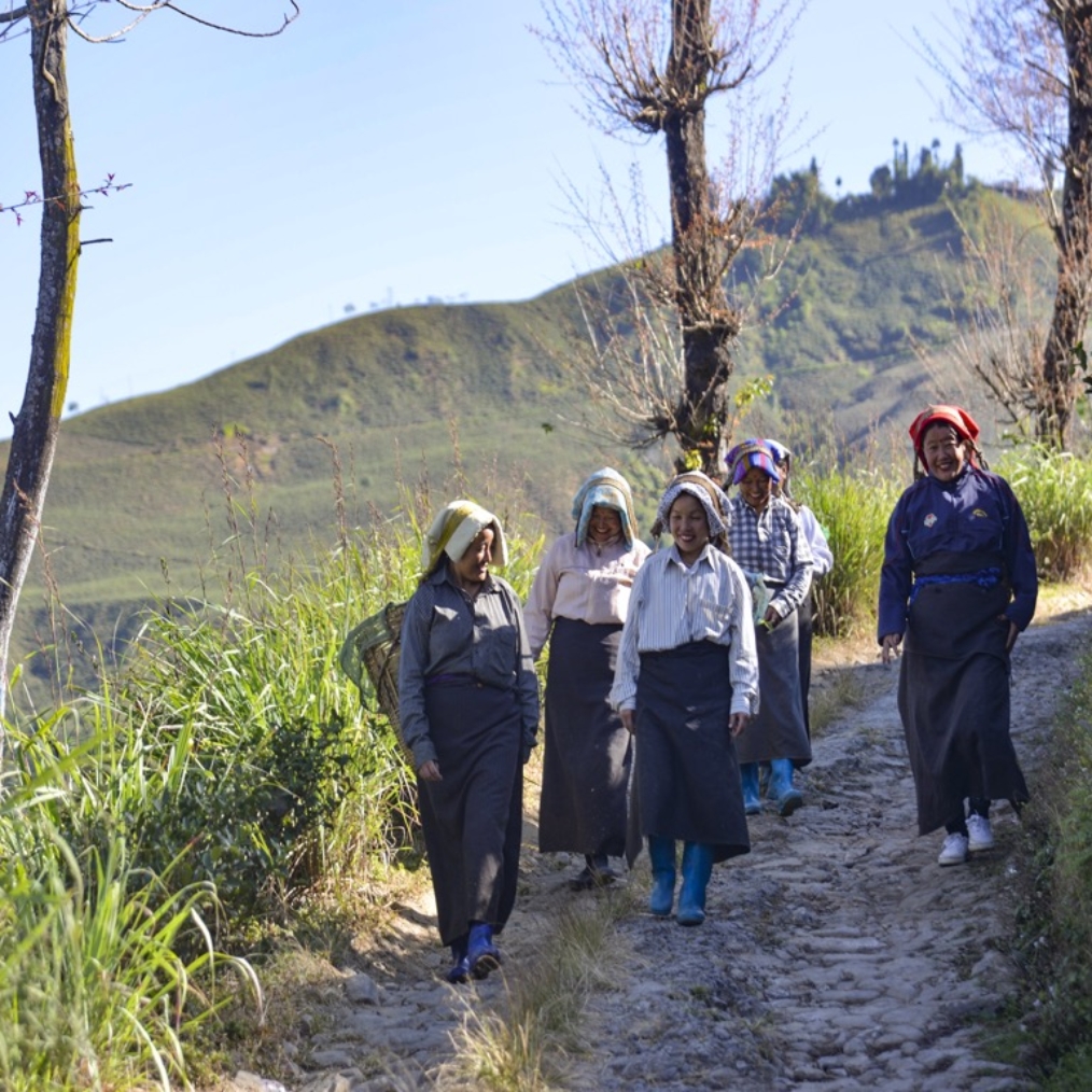 Gallery – Chamong Tea