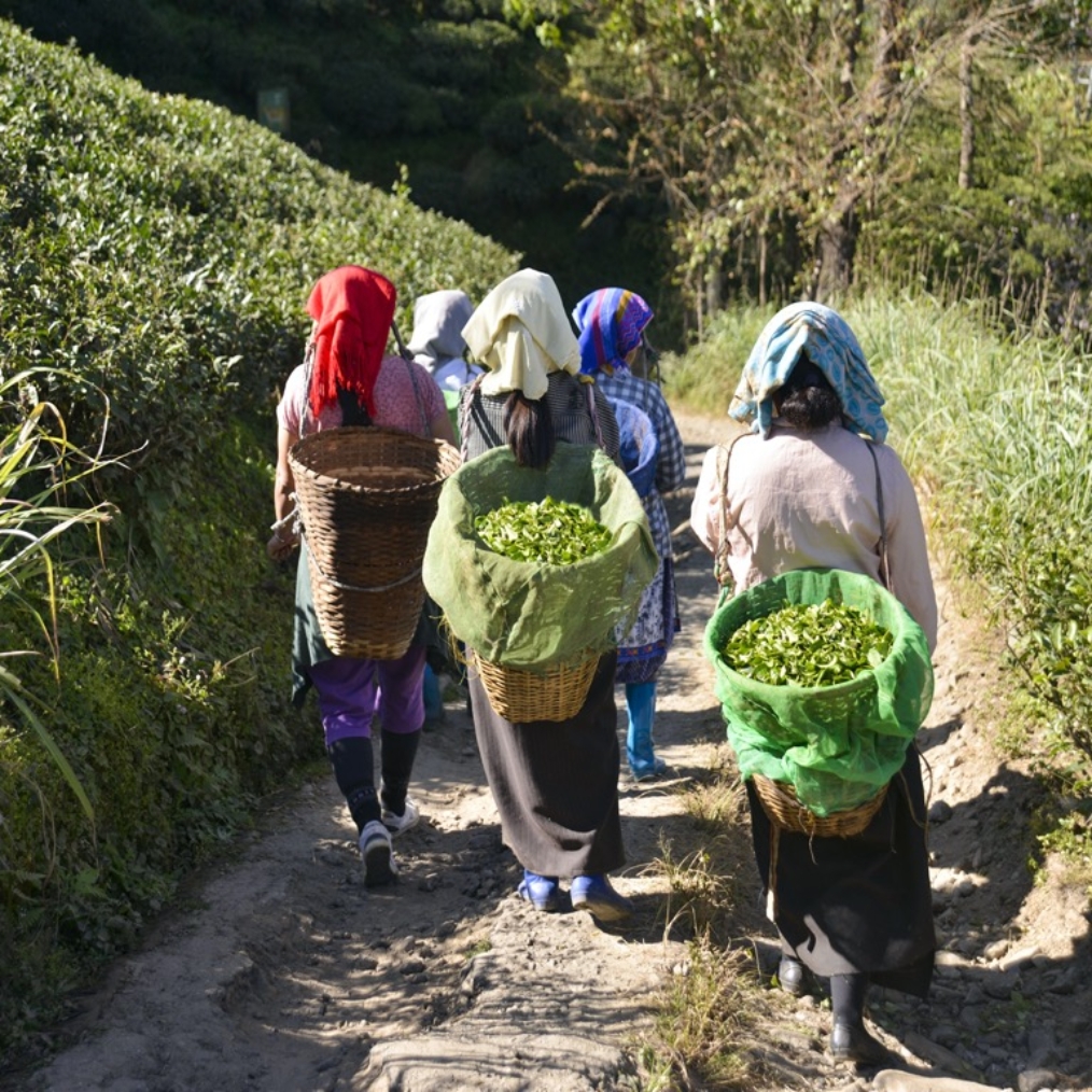 Gallery – Chamong Tea