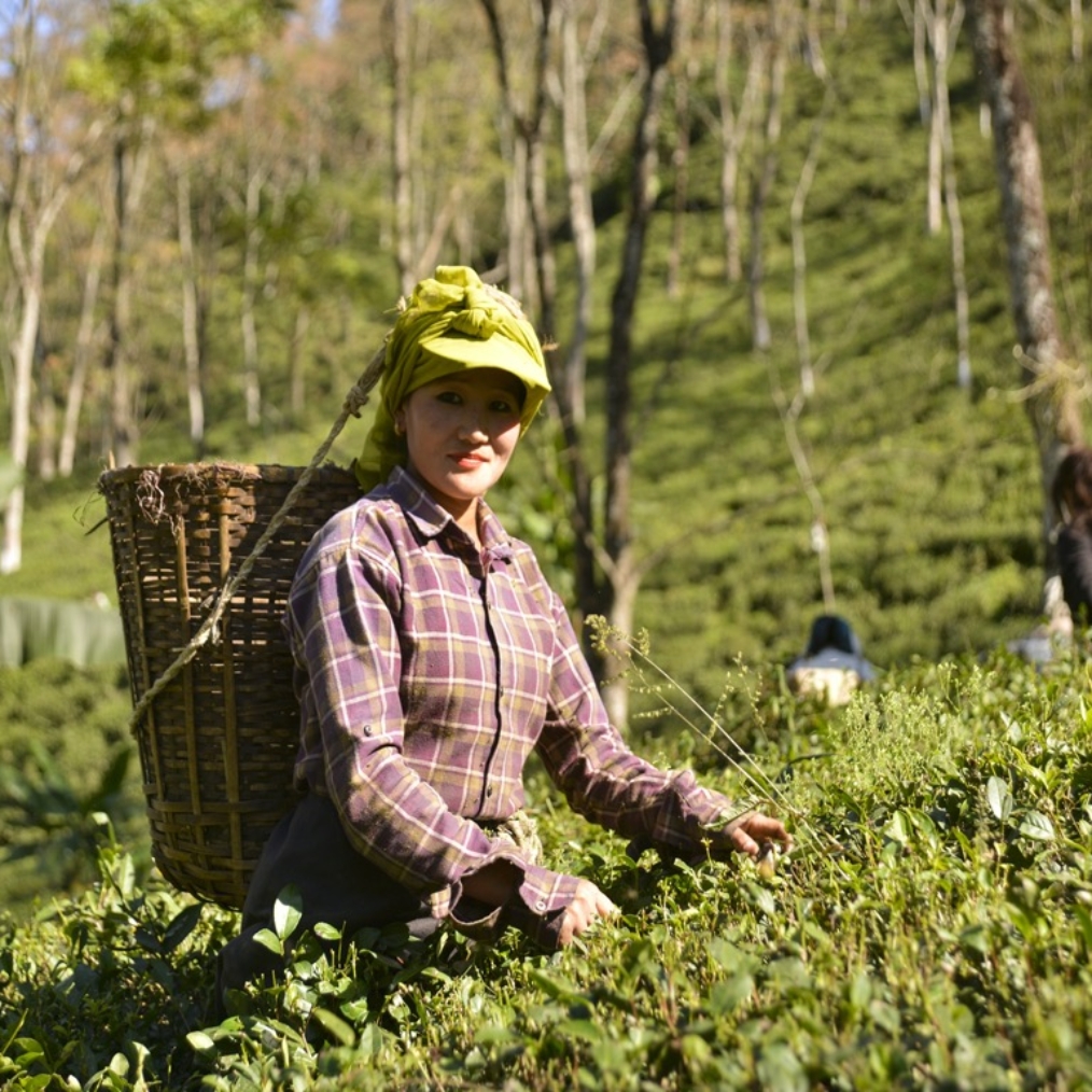 Gallery – Chamong Tea