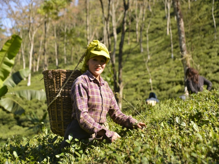 Gallery – Chamong Tea