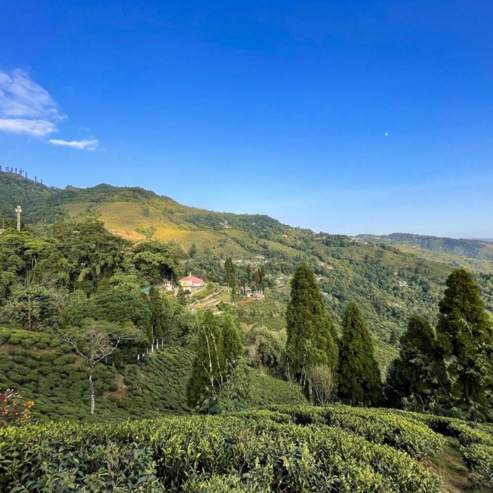 Gallery – Chamong Tea