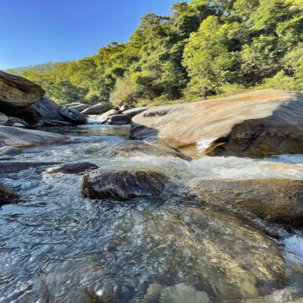 Gallery – Chamong Tea